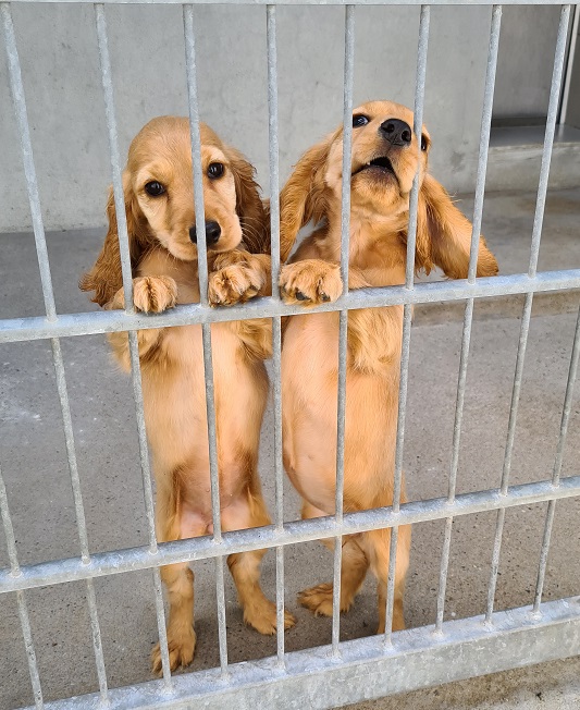 Unsere Tiere – Tierheim Schwebheim