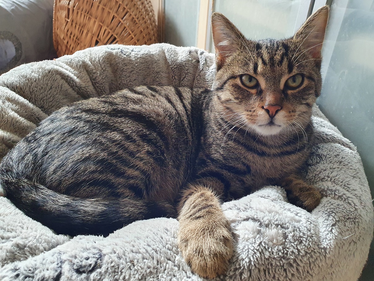 Katzen – Tierheim Schwebheim