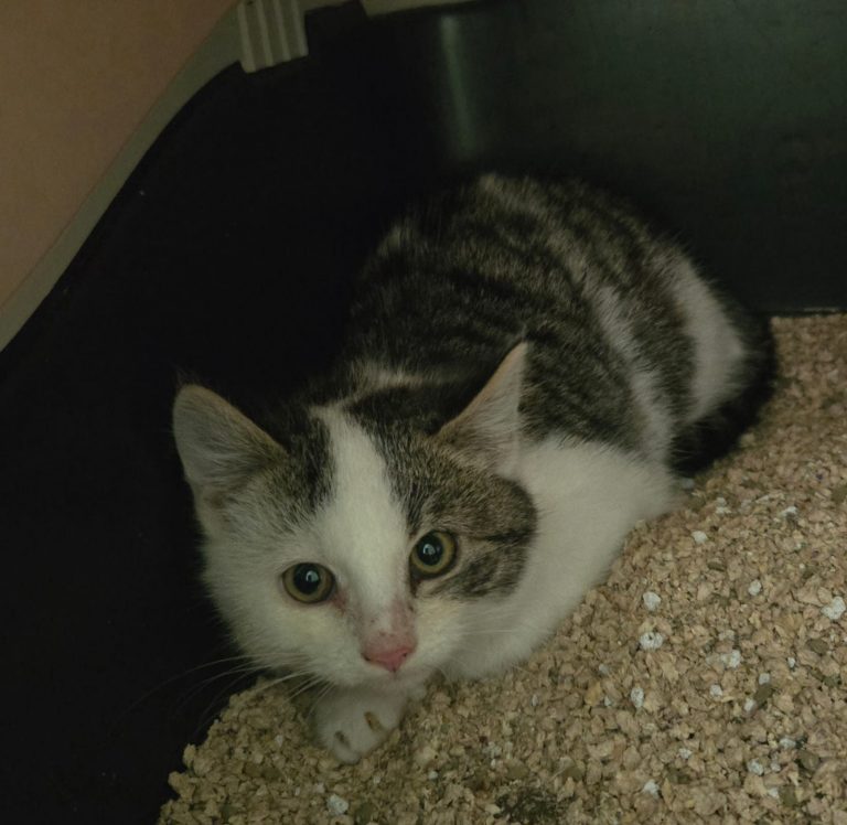 Bega – Tierheim Schwebheim